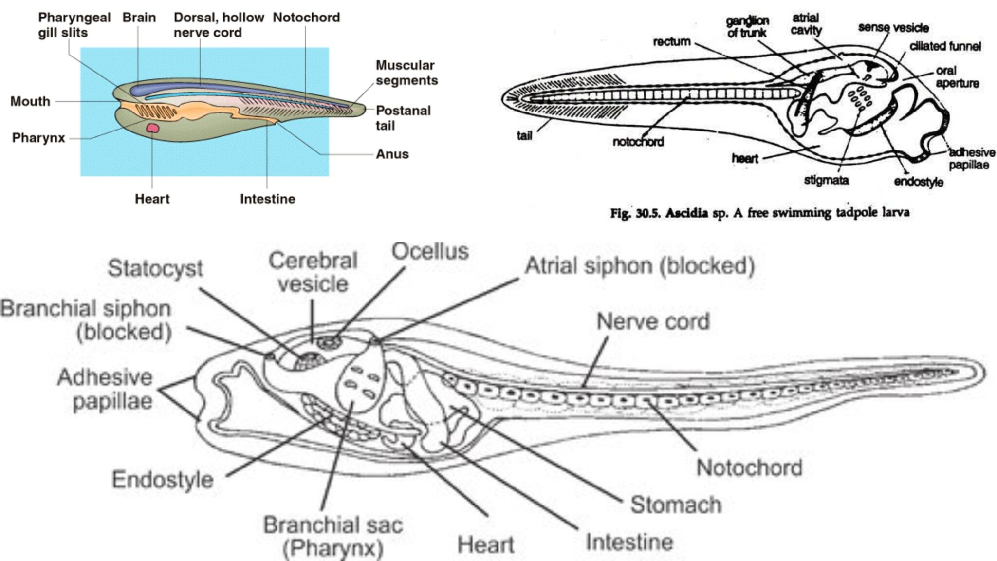 Classification of Fish (pisces) - Systematic Classification and Based ...
