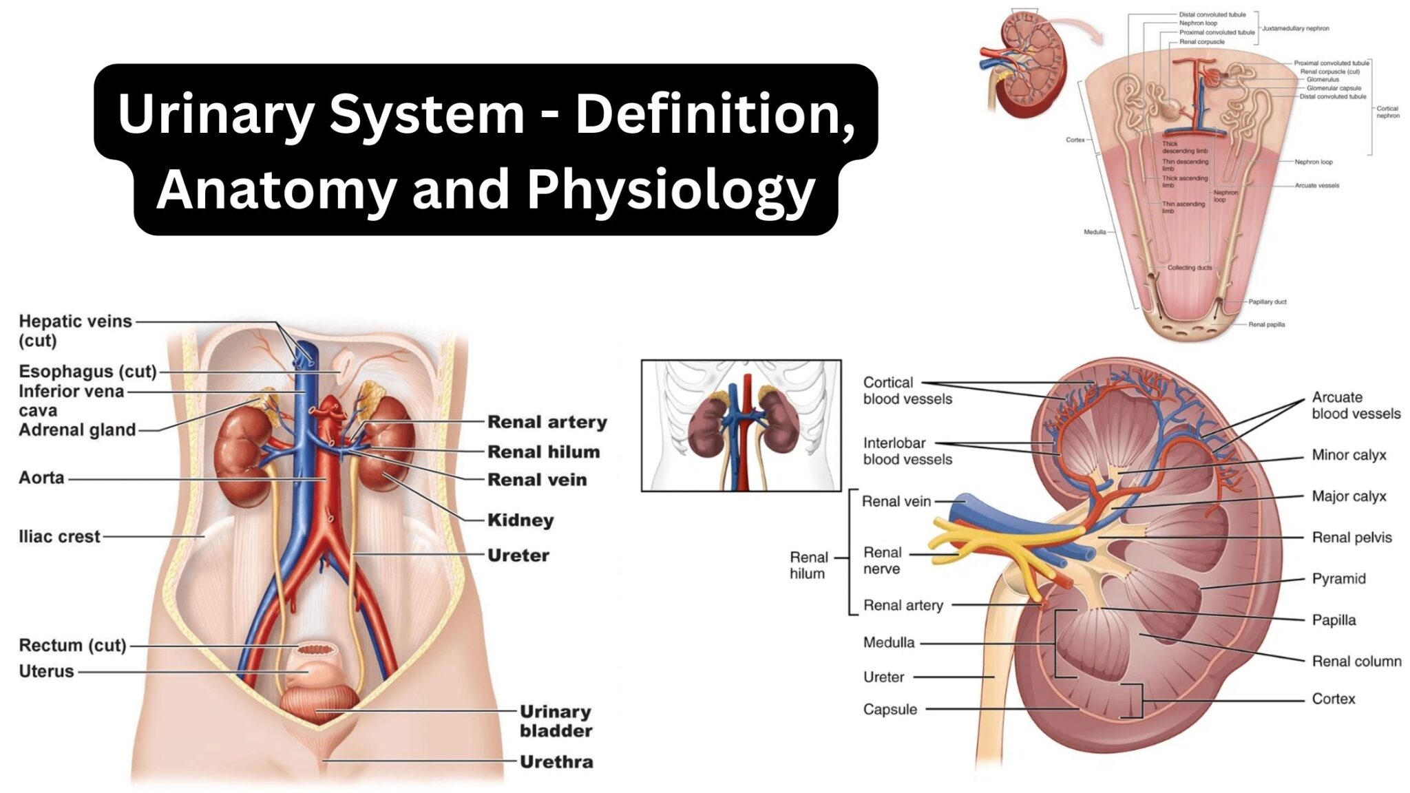 Human Brain Definition Structure Characteristics Functions