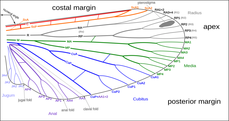 Insect Morphology (Morphology Of Pest) - Biology Notes Online