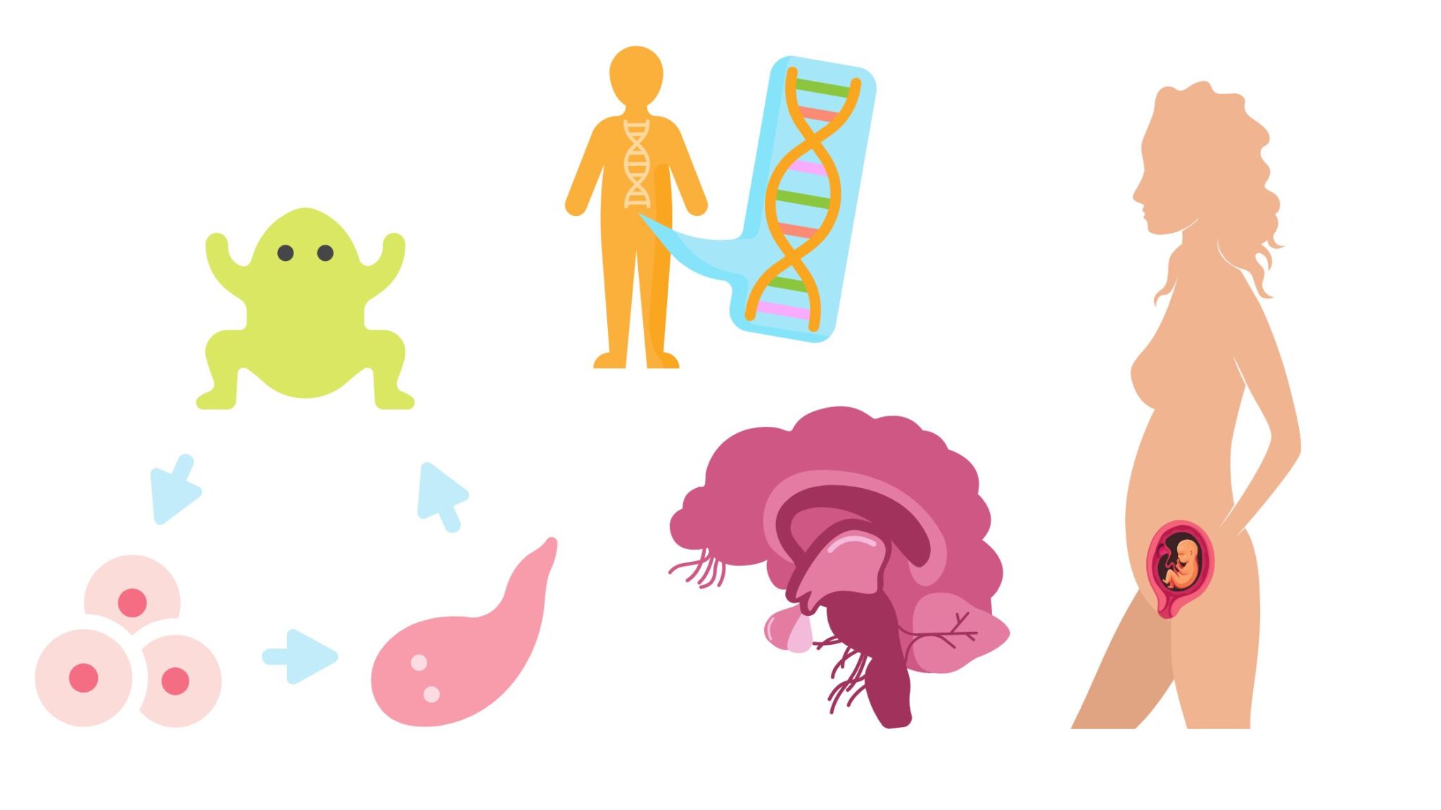 Developmental Biology Archives - Biology Notes Online