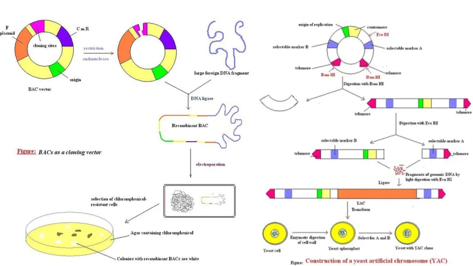 Introns vs Exons - Difference, Definition, Functions, Structure ...