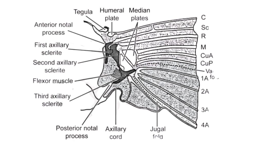 Insect Wing Diagram