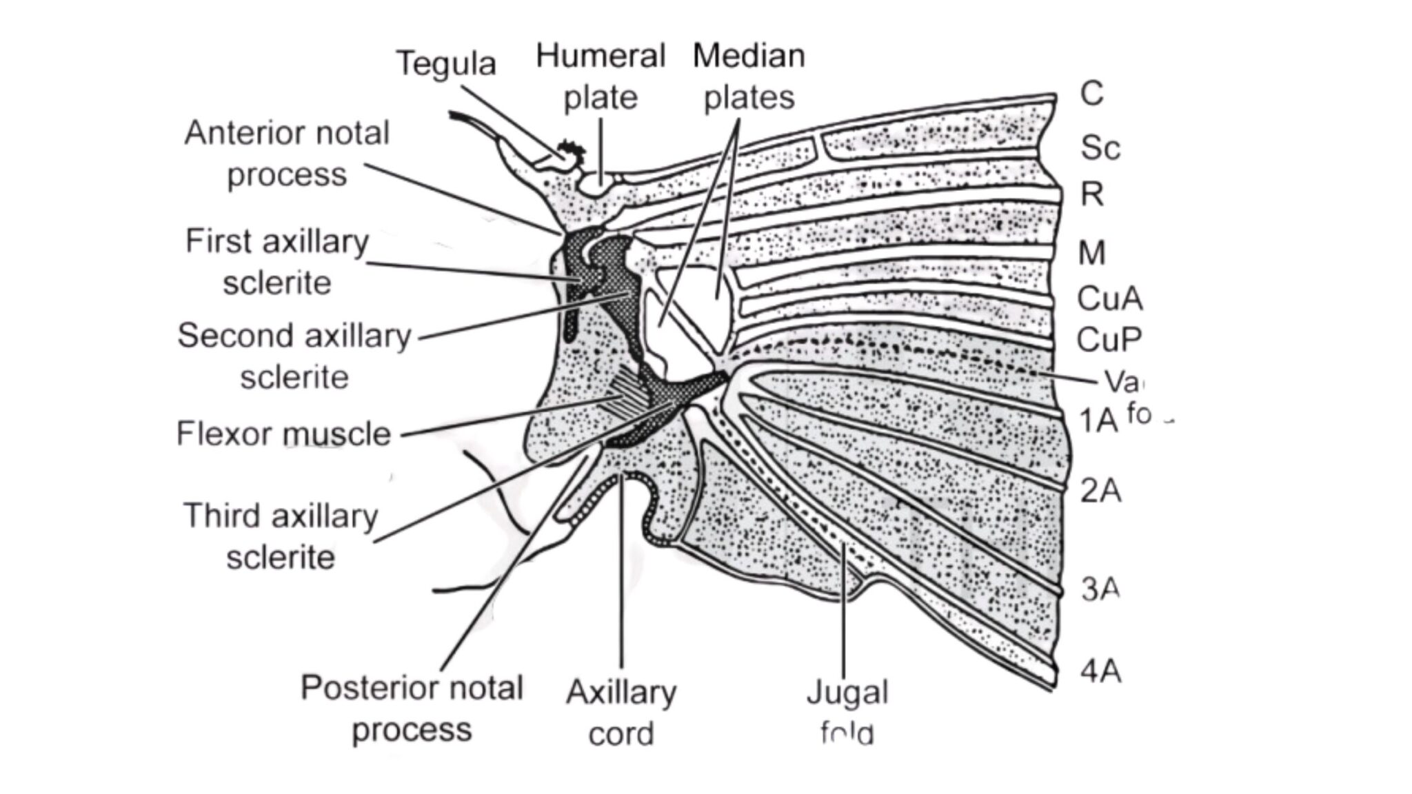 Insect morphology (Morphology of Pest) - Biology Notes Online