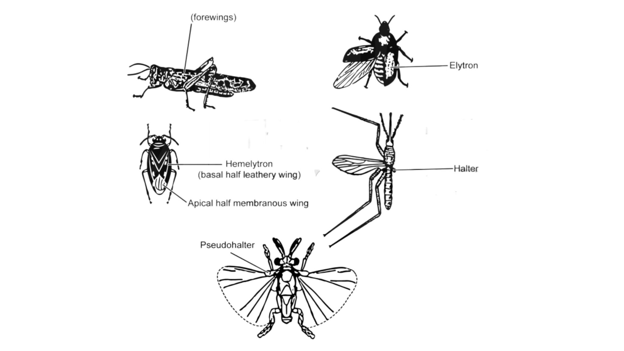 Insect Morphology (Morphology Of Pest) - Biology Notes Online