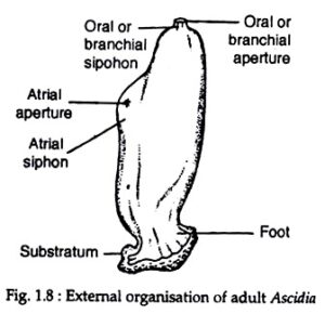 Urochordata - Definition, Characteristics, and Classification - Biology ...