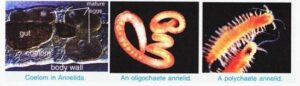 Phylum Annelida - Definition, Characteristics, Classification, Examples ...