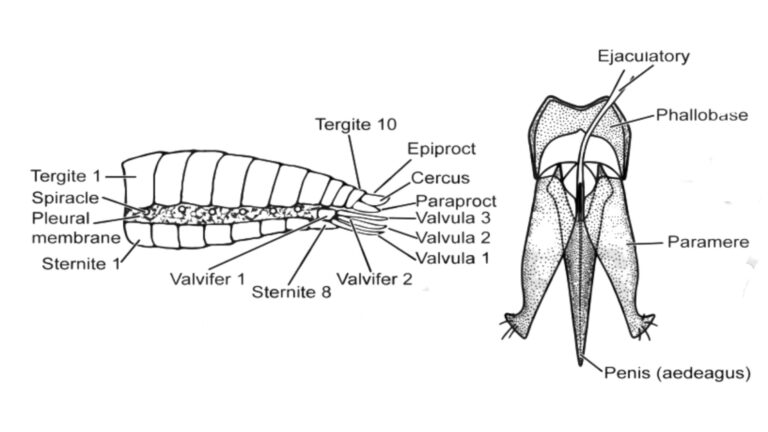 Insect Morphology (Morphology Of Pest) - Biology Notes Online