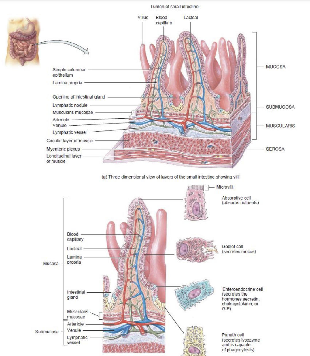 Human Digestive System - Organs, Structure, Functions - Biology Notes ...