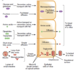 Human Digestive System - Organs, Structure, Functions - Biology Notes ...