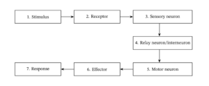 Reflex Action - Definition, Types, Mechanism & Examples - Biology Notes ...