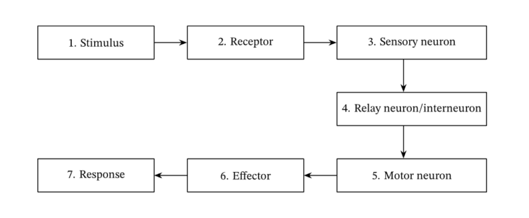 Reflex Action - Definition, Types, Mechanism & Examples - Biology Notes ...