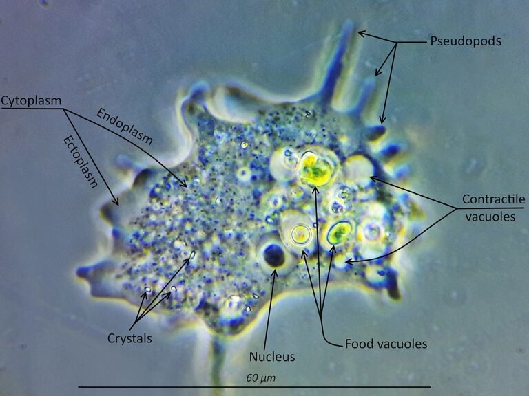 Amoeba Under The Microscope - Biology Notes Online