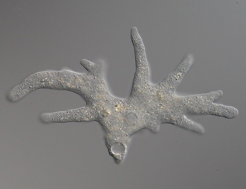 Amoeba Under The Microscope - Biology Notes Online