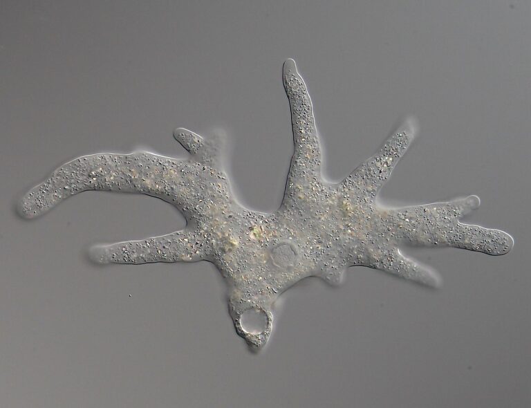 Amoeba Under The Microscope - Biology Notes Online