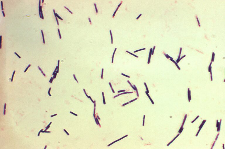 Clostridium Under Microscope - Biology Notes Online
