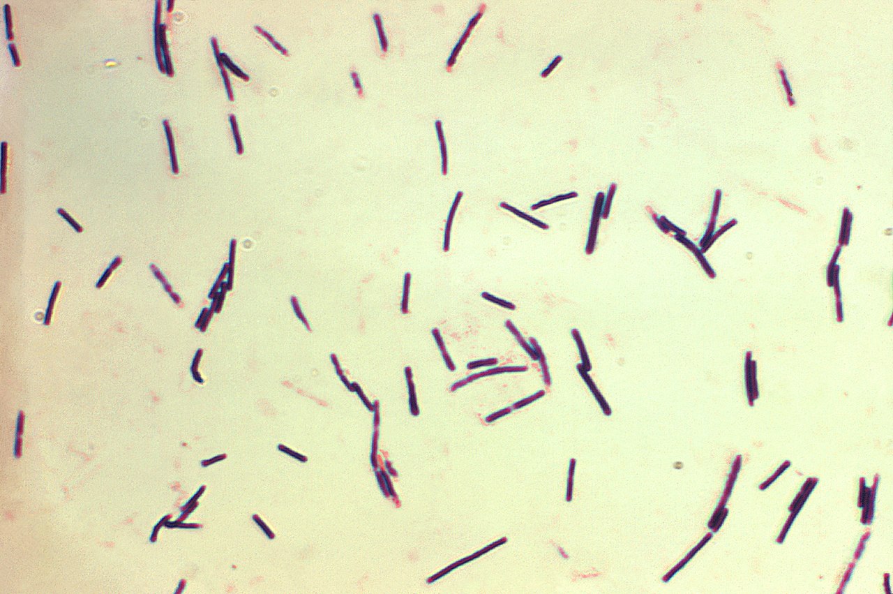 Clostridium Under Microscope - Biology Notes Online