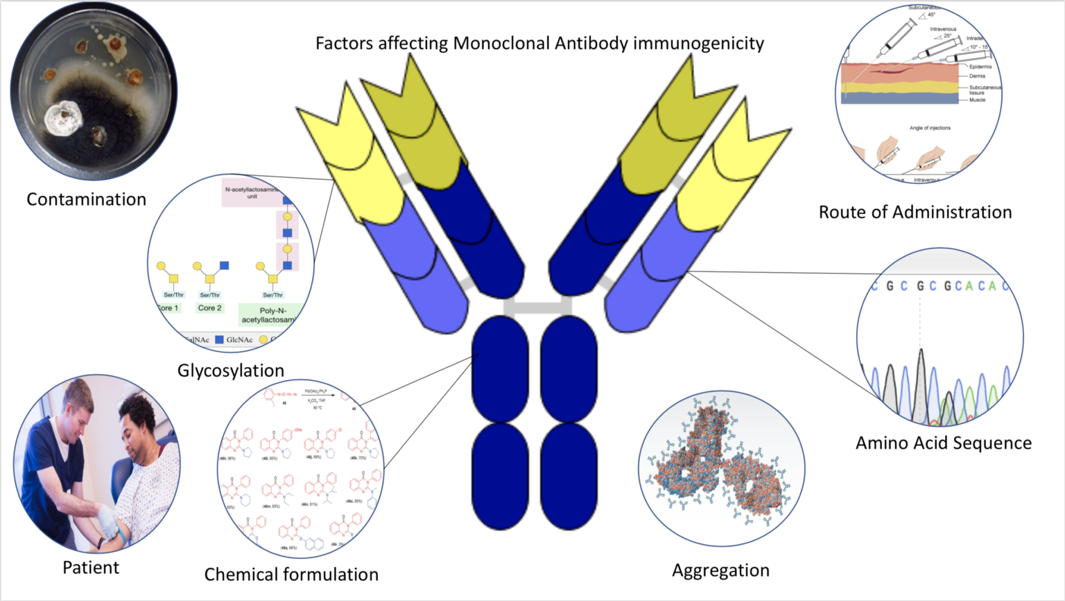Autoimmunity - Definition, Types, Tolerance, Pathogenesis, Mechanisms ...
