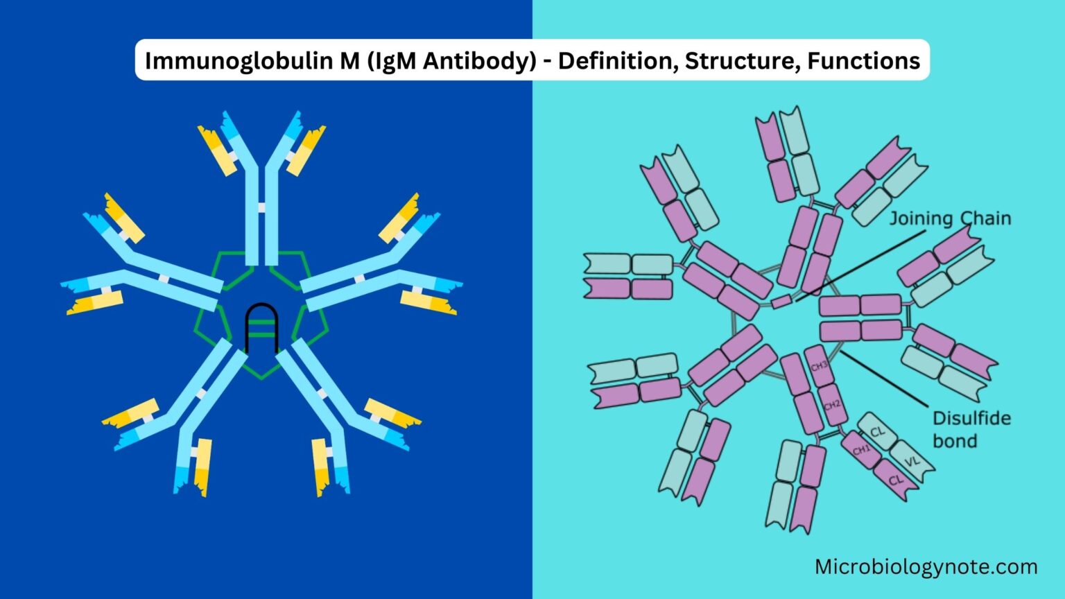 Immunity - Definition, Types, Mechanism, Components, and Immunization ...