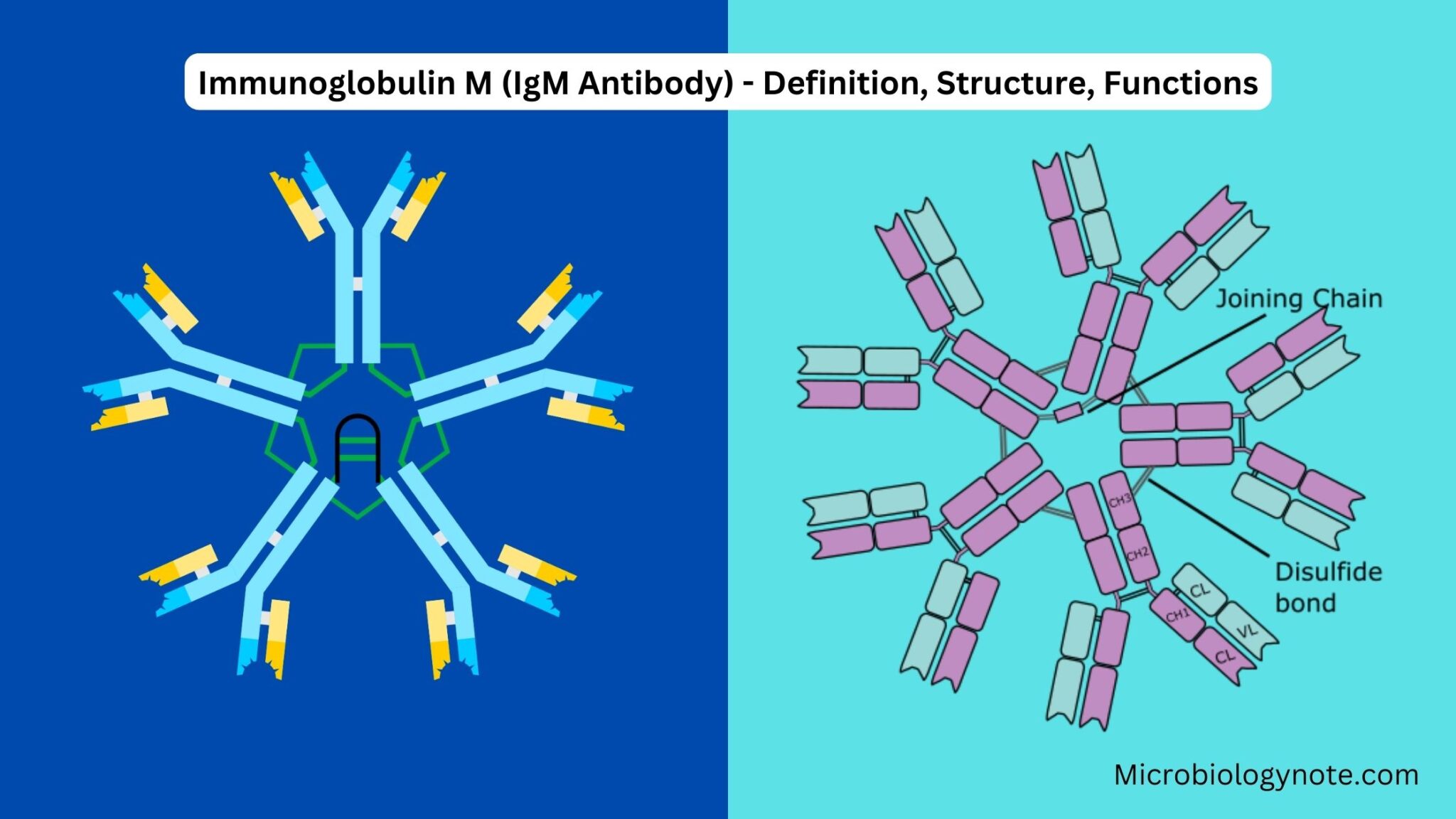 Immunity - Definition, Types, Mechanism, Components, and Immunization ...