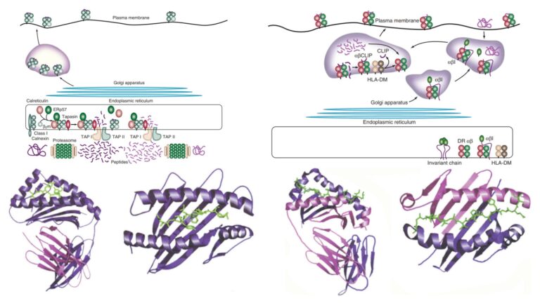 MHC Genes - H-2 Complex and HLA Complex - Biology Notes Online