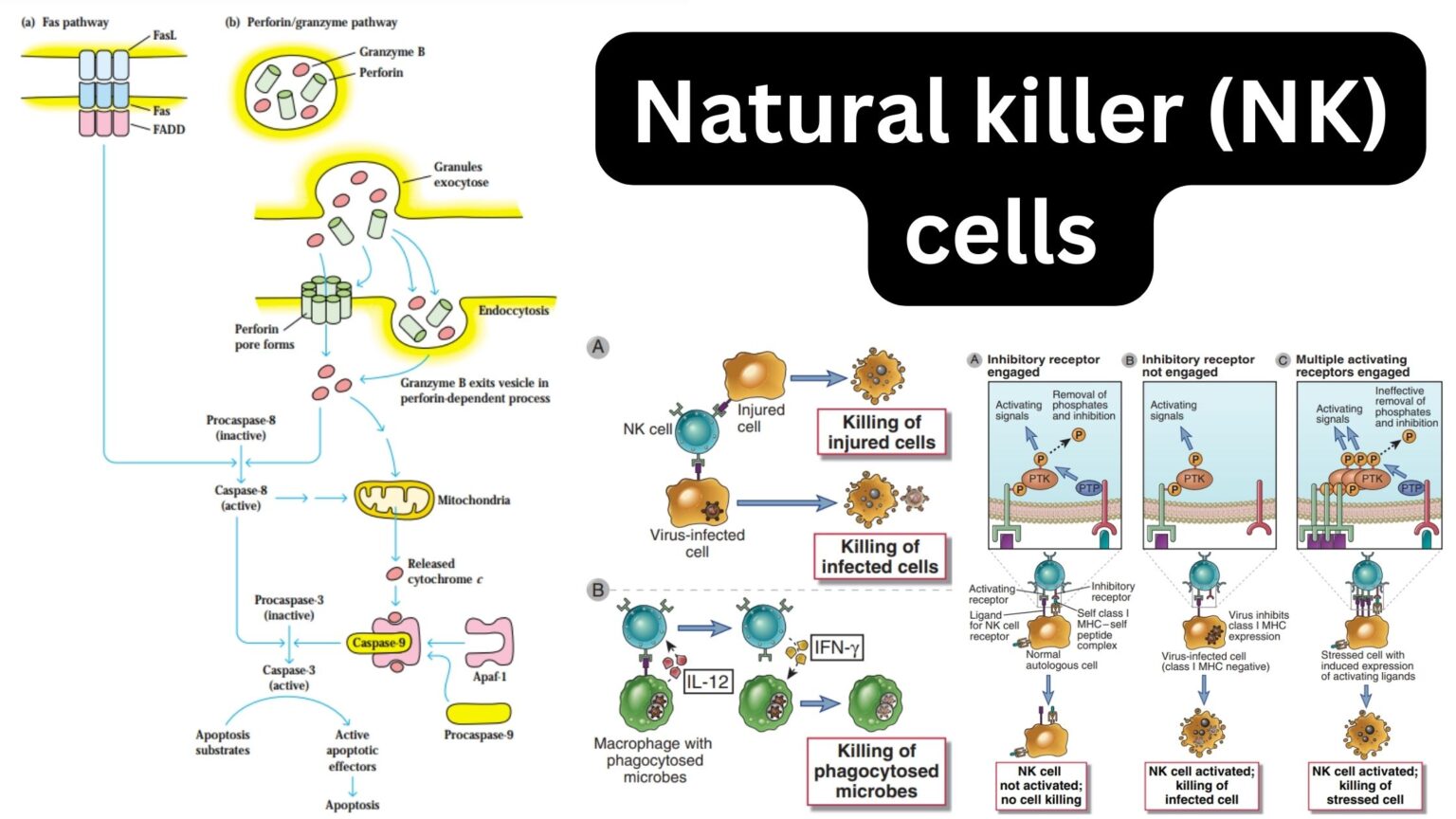 Immunity - Definition, Types, Mechanism, Components, and Immunization ...