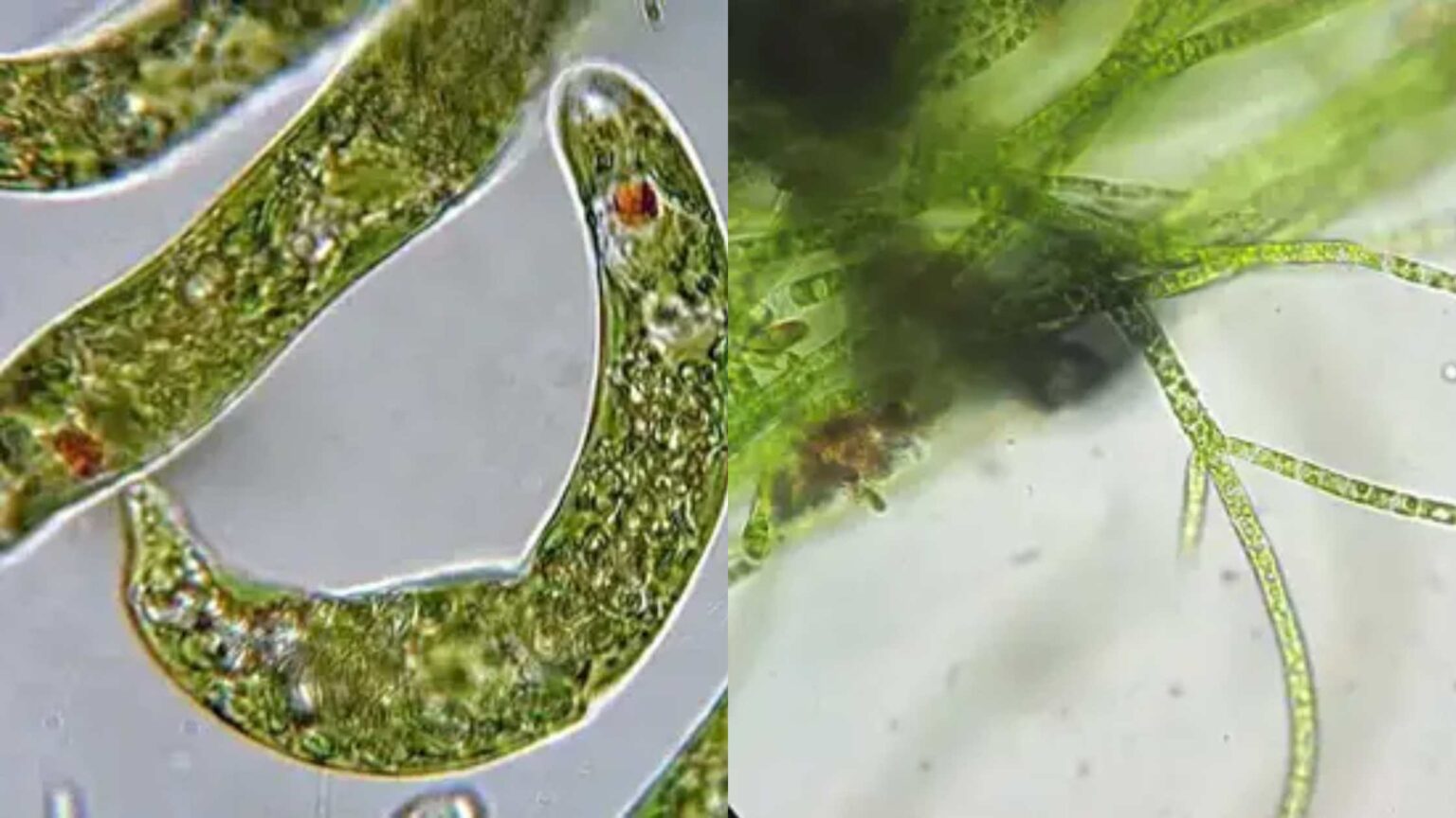 Algae Under Microscope - Biology Notes Online