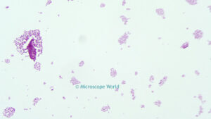 Salmonella Under Microscope - Biology Notes Online