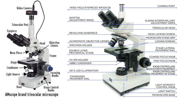 Microscope Slides Preparation Step By Step Guide - Biology Notes Online