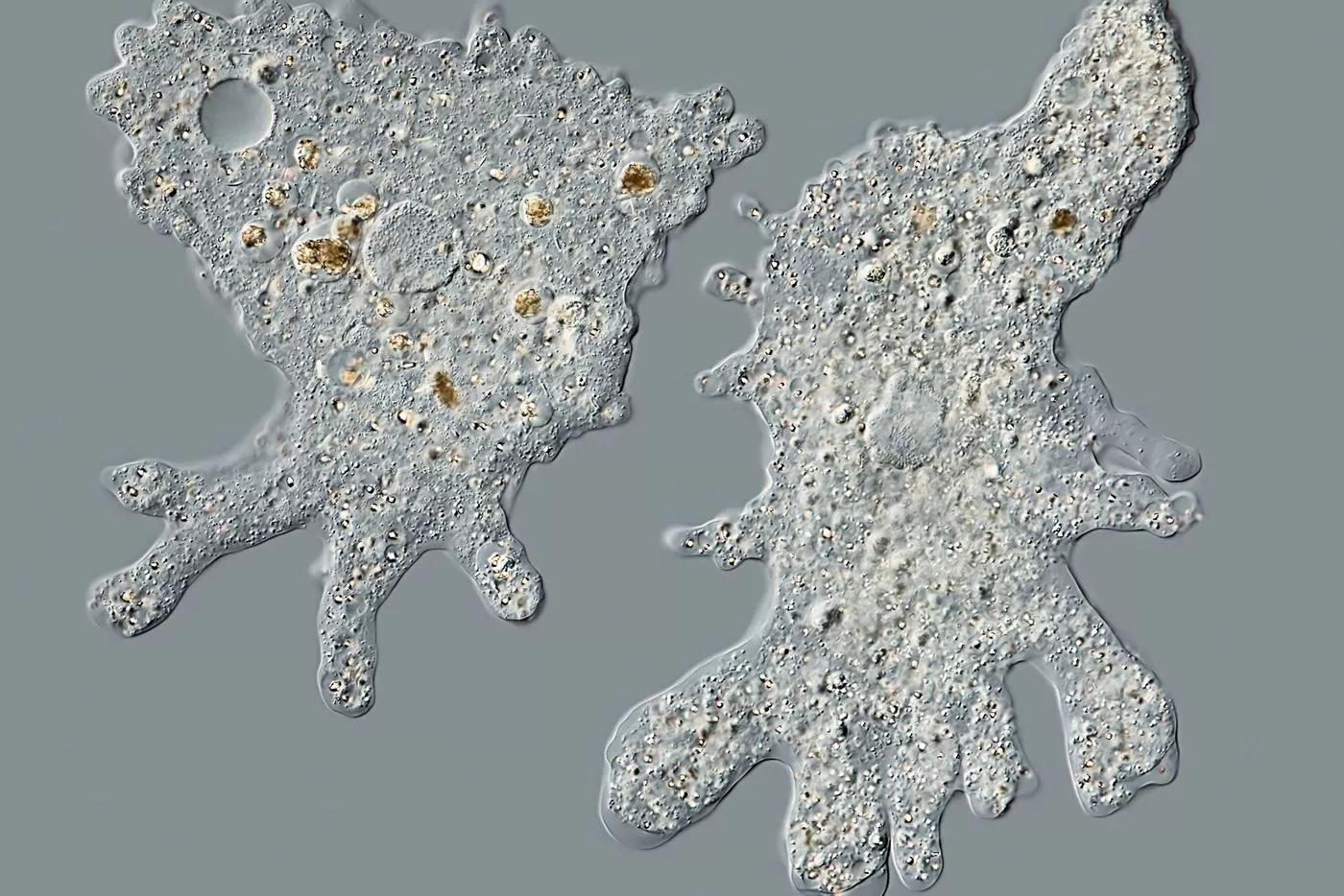 Amoeba Under Microscope 100x