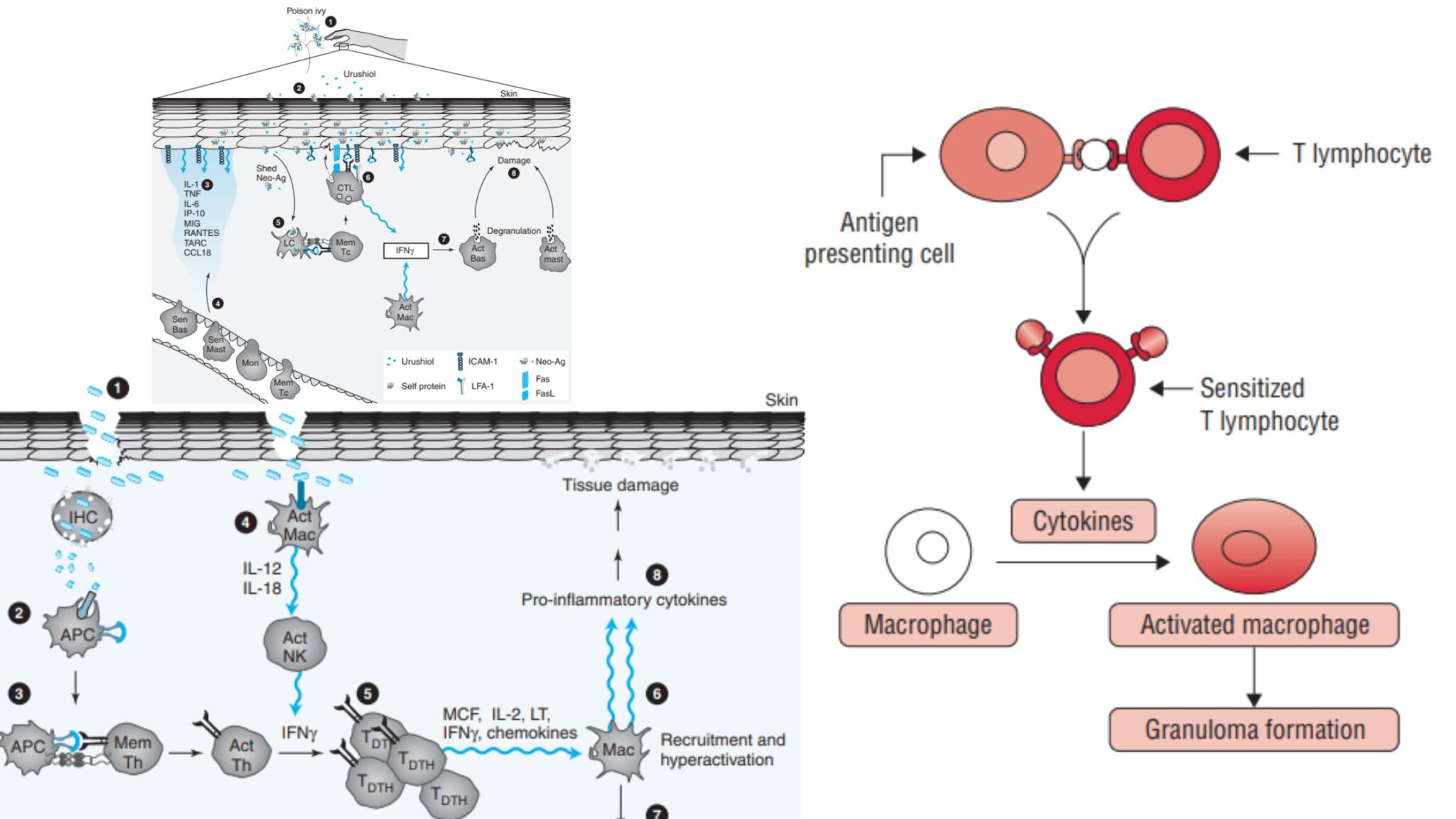 Immune Response - Definition, Factors, Types, Examples - Biology Notes ...