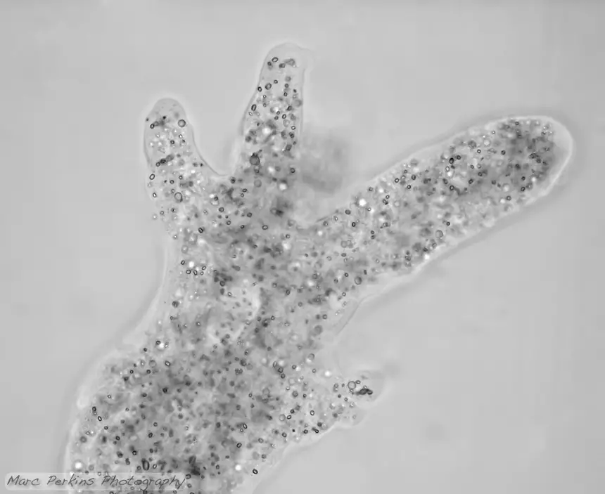 Amoeba Under Microscope 100x