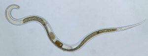 A Worm Under a Microscope - Biology Notes Online