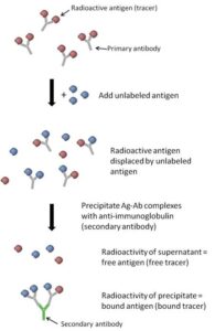 Radioimmunoassay (RIA) Test - Definition, Principle, Procedure, Results ...