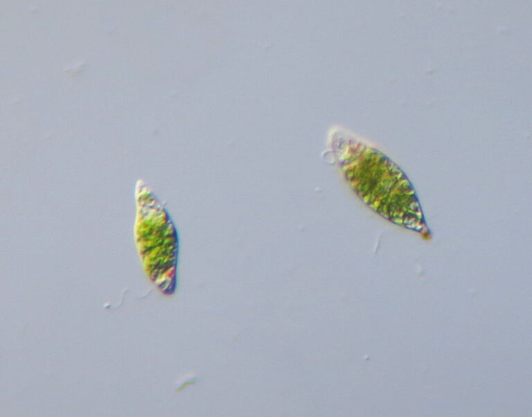 Euglena - Definition, Characteristics, Structure, Reproduction ...