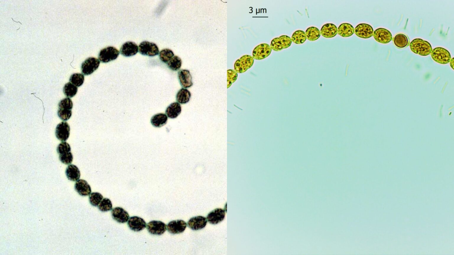 11 Types of Algae With their example. - Biology Notes Online