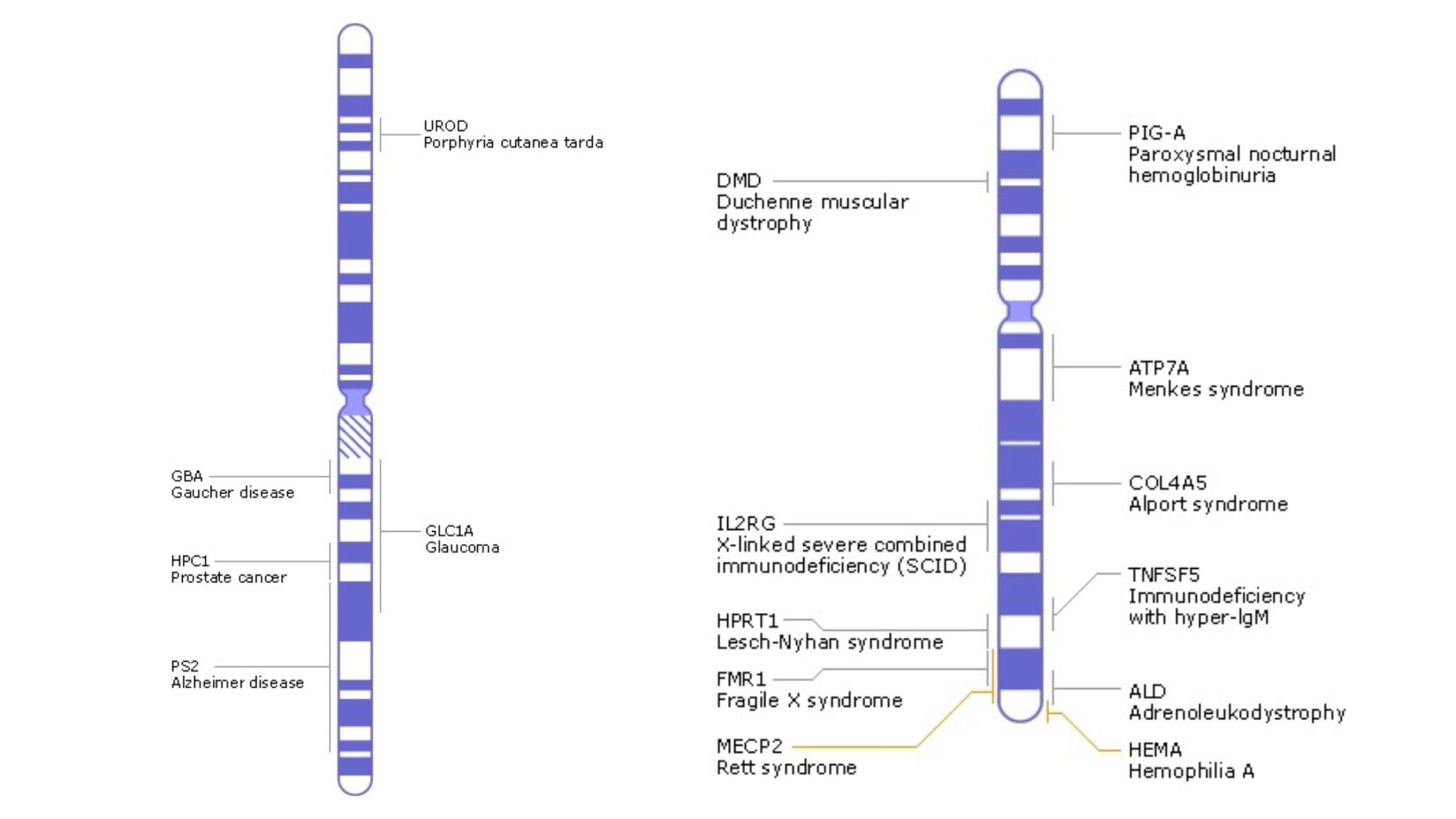 Mendel’s Laws of Inheritance - Mendelian Inheritance - Biology Notes Online
