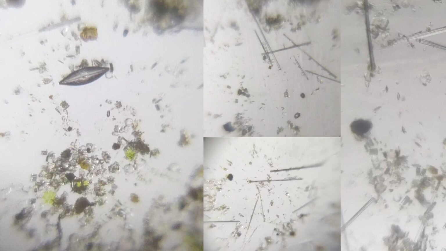 Pollen Under The Microscope - Biology Notes Online