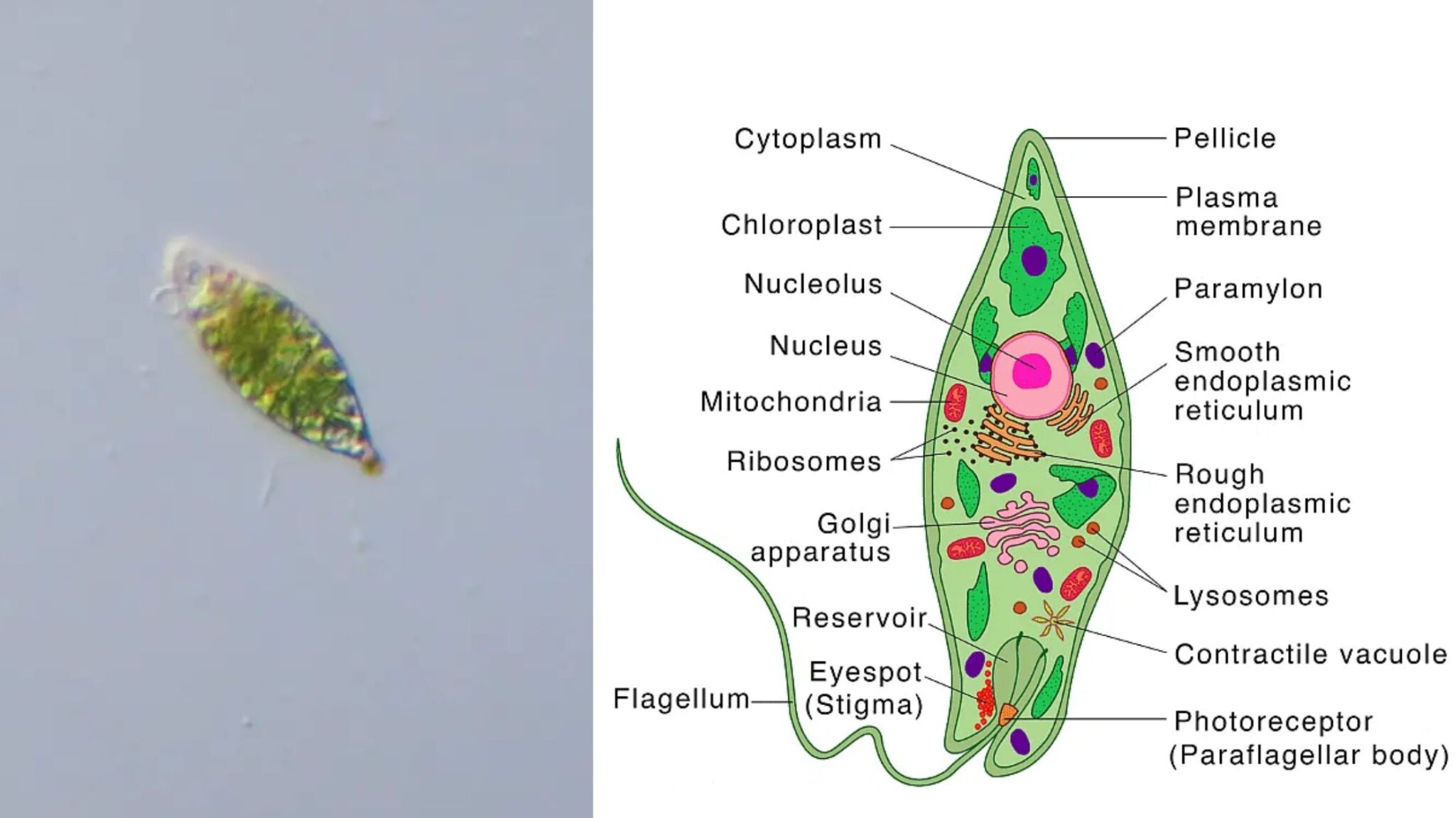 Euglena Eyespot - Definition, Function, Types, Structure, Proteins ...