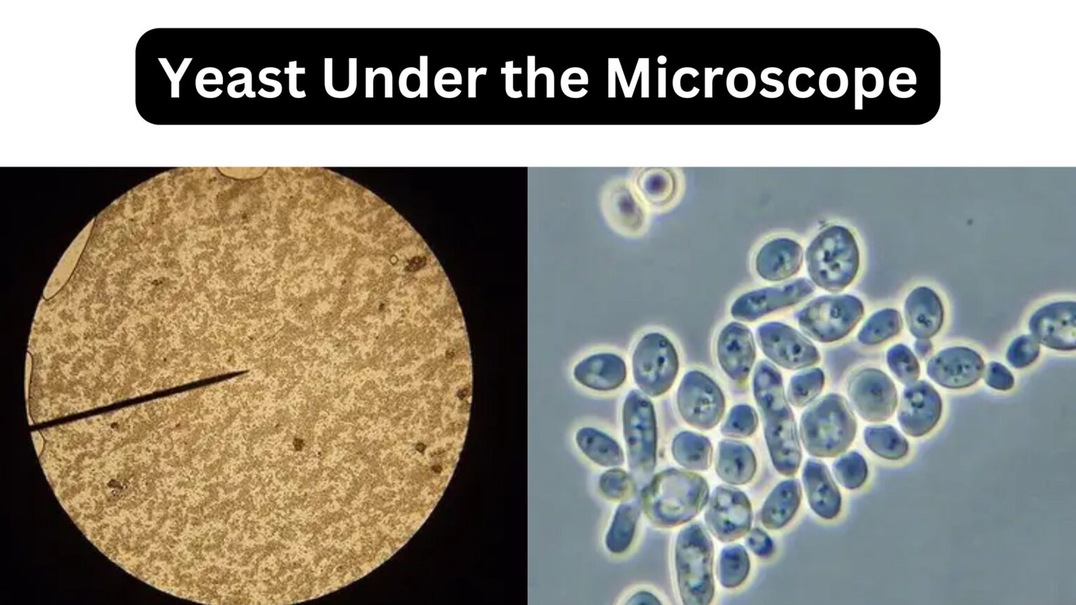 Dirt and Soil under a Microscope - Biology Notes Online
