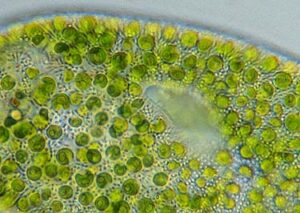 Algae Under Microscope - Biology Notes Online