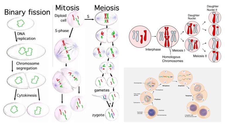 Cellular Junctions - Types and Functions - Biology Notes Online