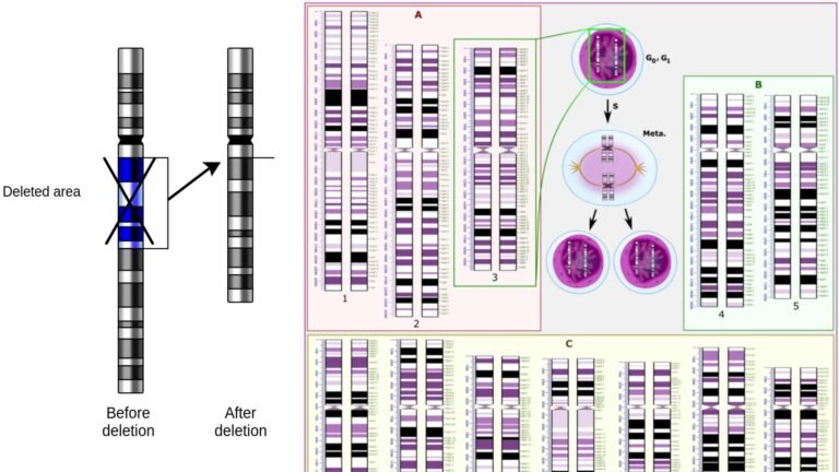 Lethal Allele - Definition, Types, Causes, Examples - Biology Notes Online Lethal Allele - Definition, Types, Causes, Examples - Biology Notes Online