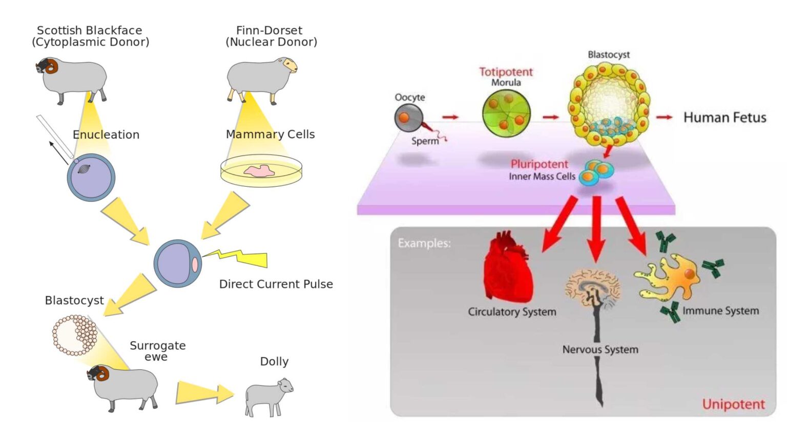 Cell - Definition, Structure, Types, Functions, Examples - Biology ...