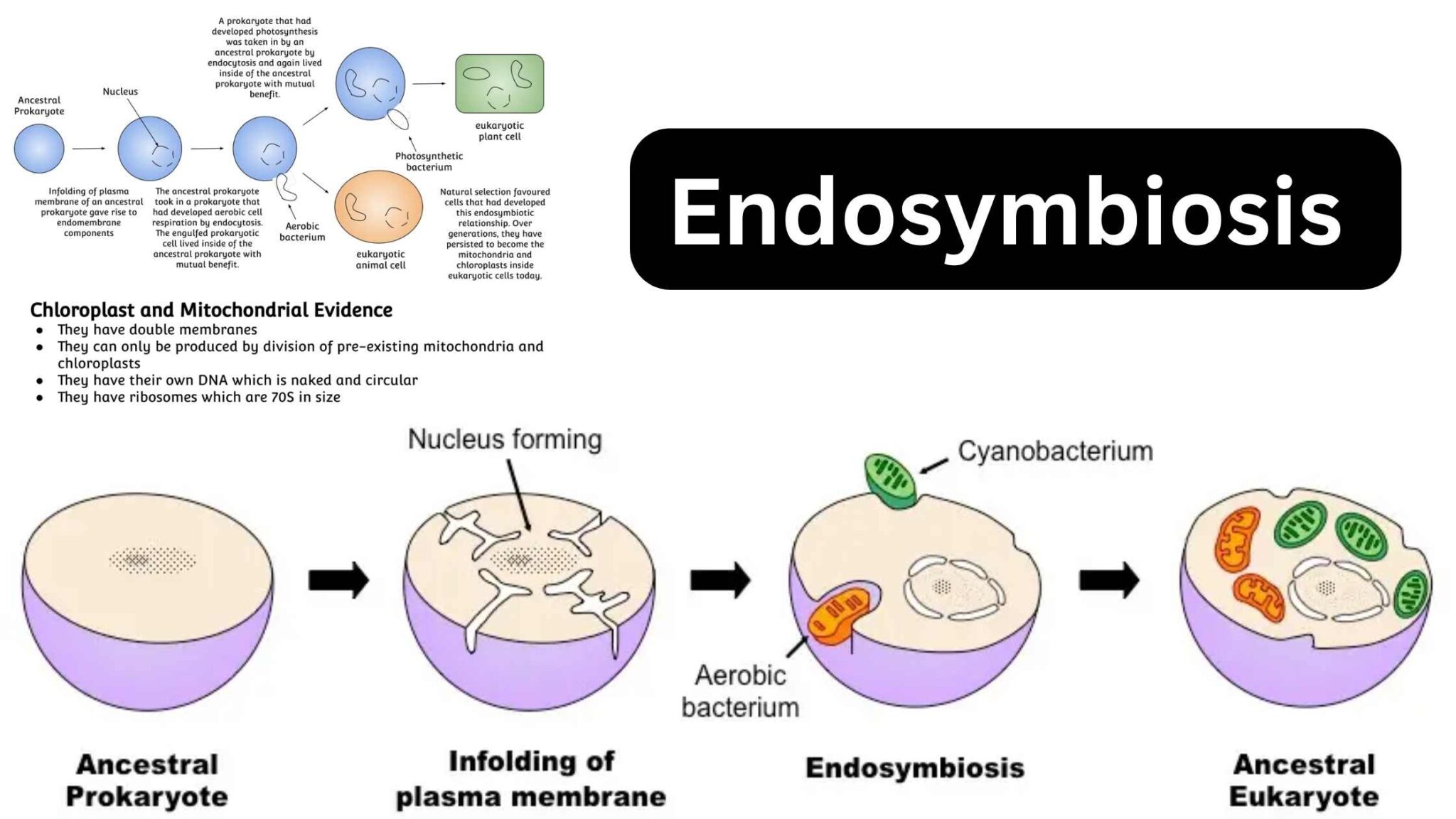 Inclusion Bodies - Definition, Classification, Examples - Biology Notes ...