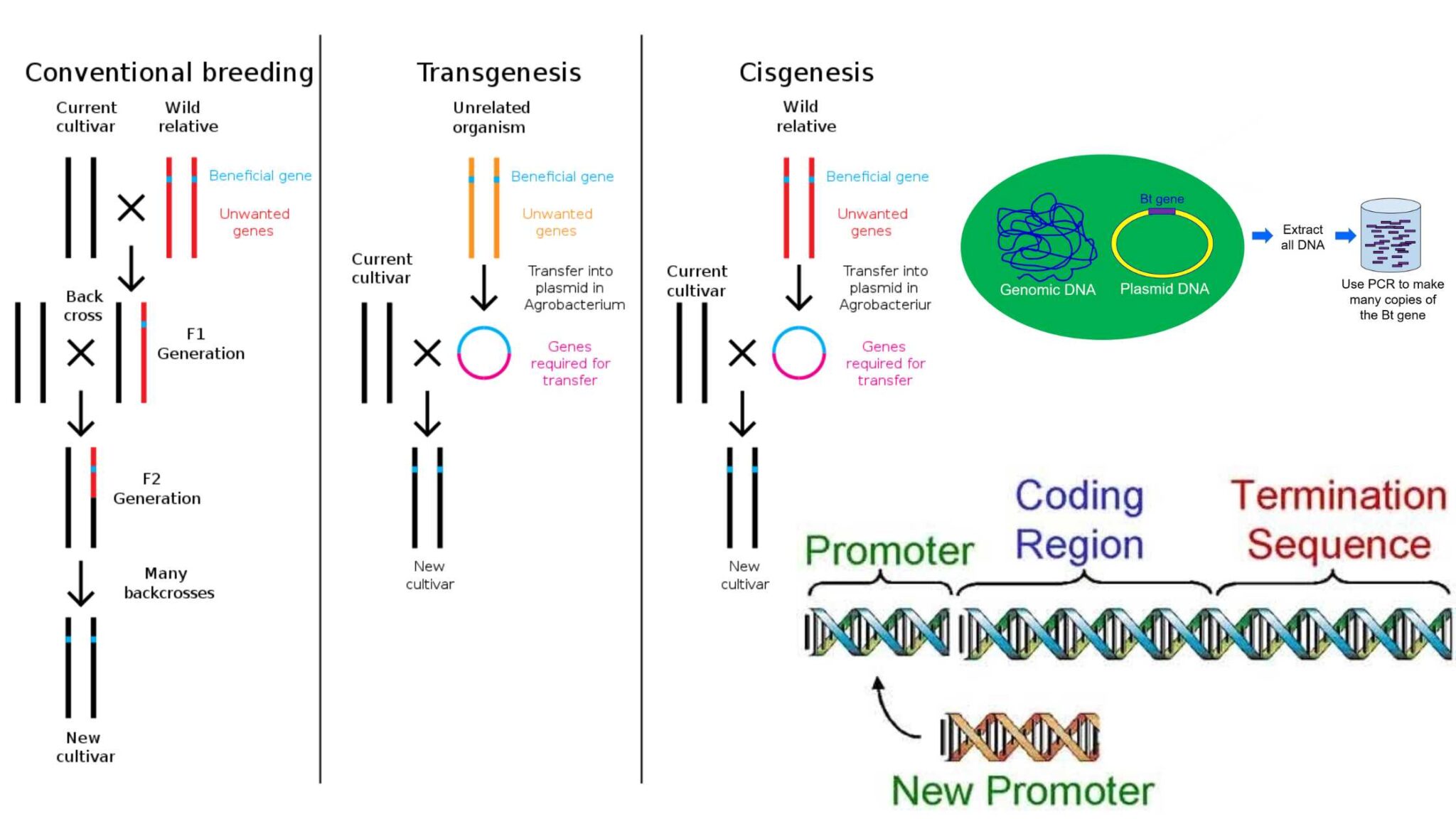 Missense Mutation - Definition, Types, Causes, Examples - Biology Notes ...