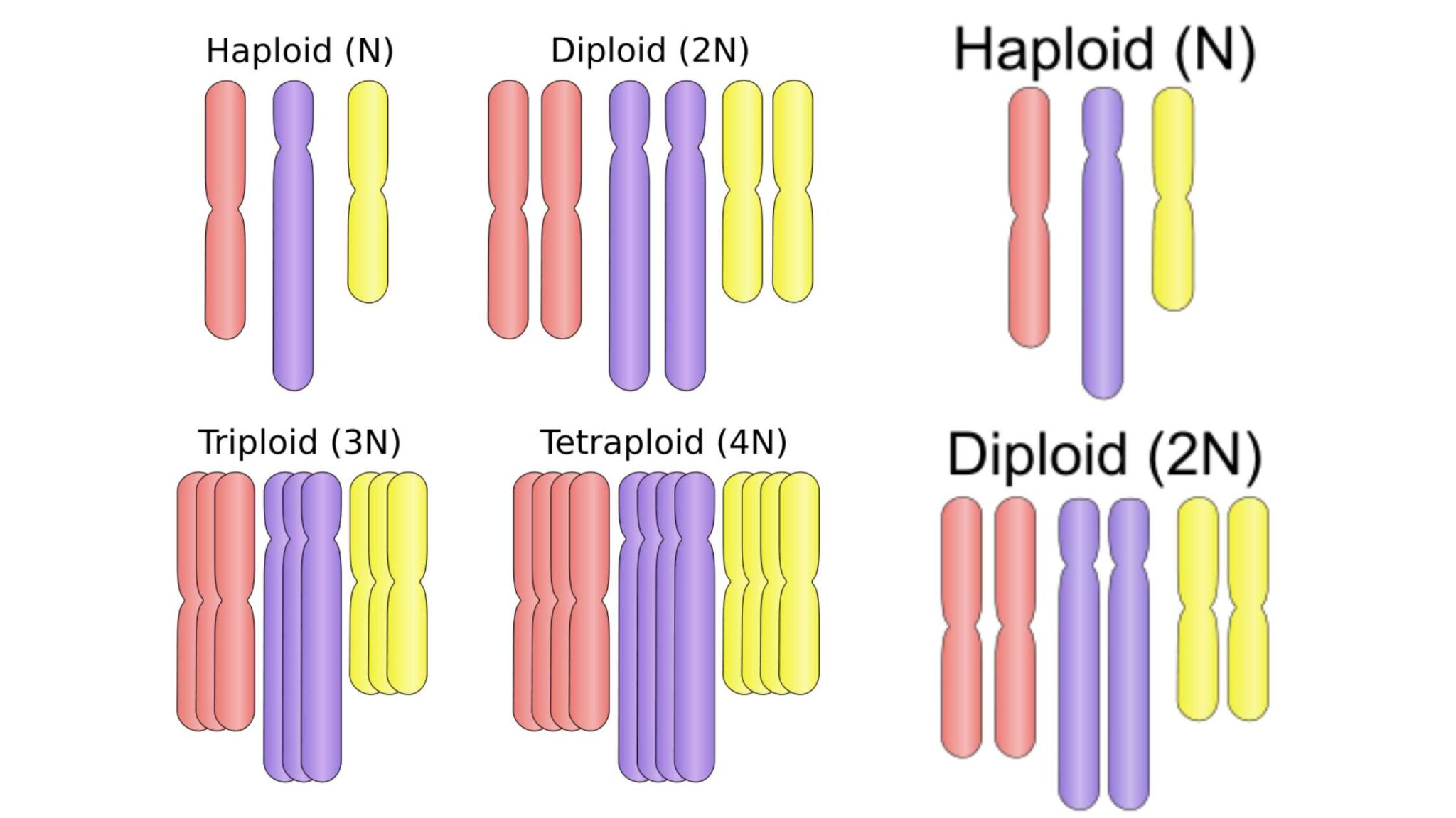 Egg Cell - Structure, Types, Functions - Biology Notes Online