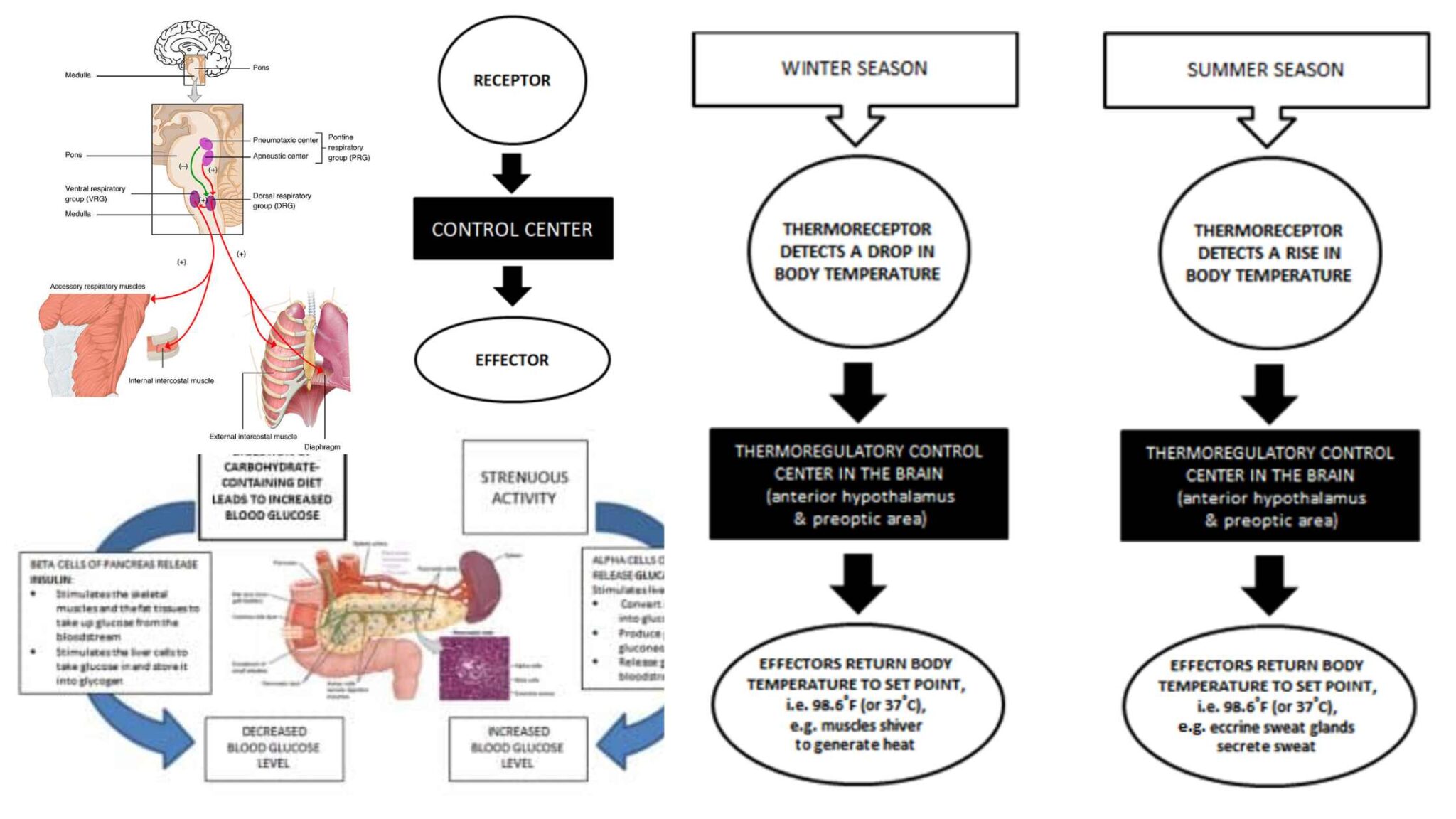 Endocrine System - Definition, Structure, Primary and Secondary glands ...