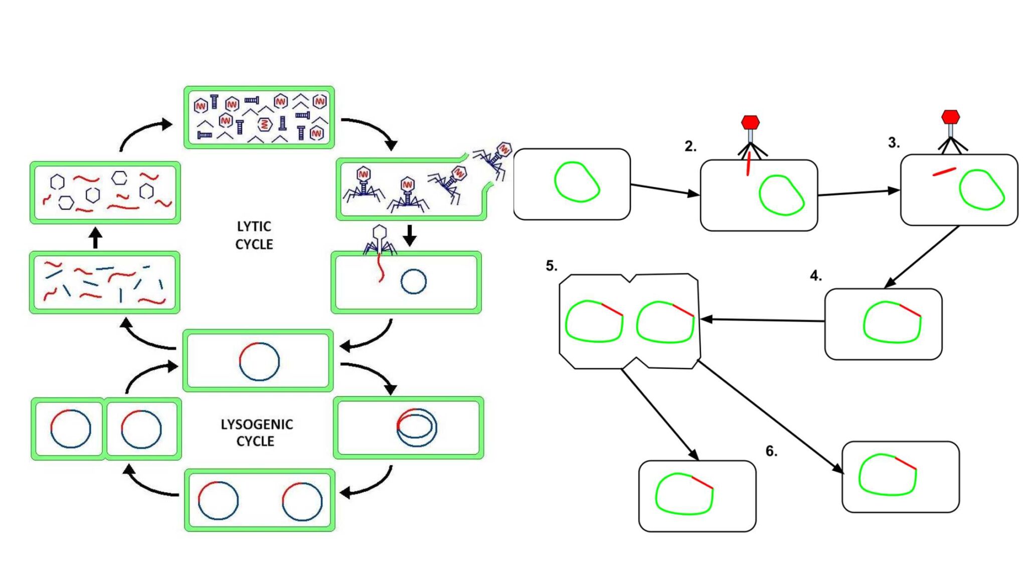 Hepatitis B Virus - Structure, Replication, Pathogenesis, Genome ...