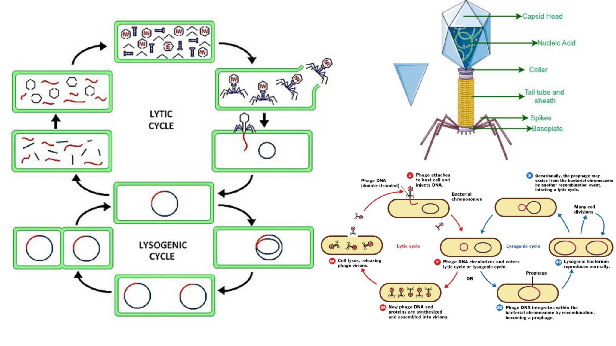 Lytic Cycle Archives - Biology Notes Online