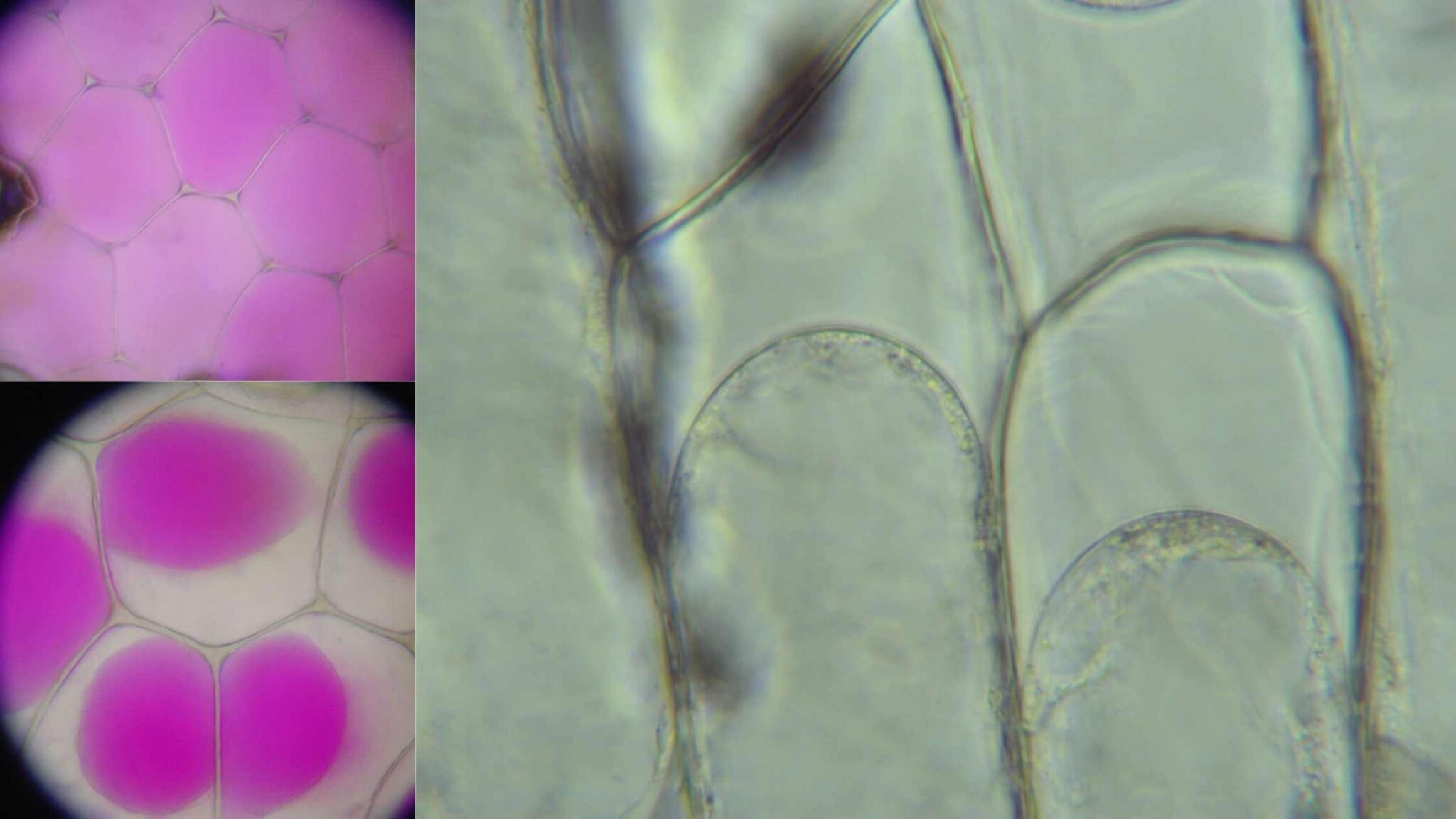 Microbiology - Biology Notes Online